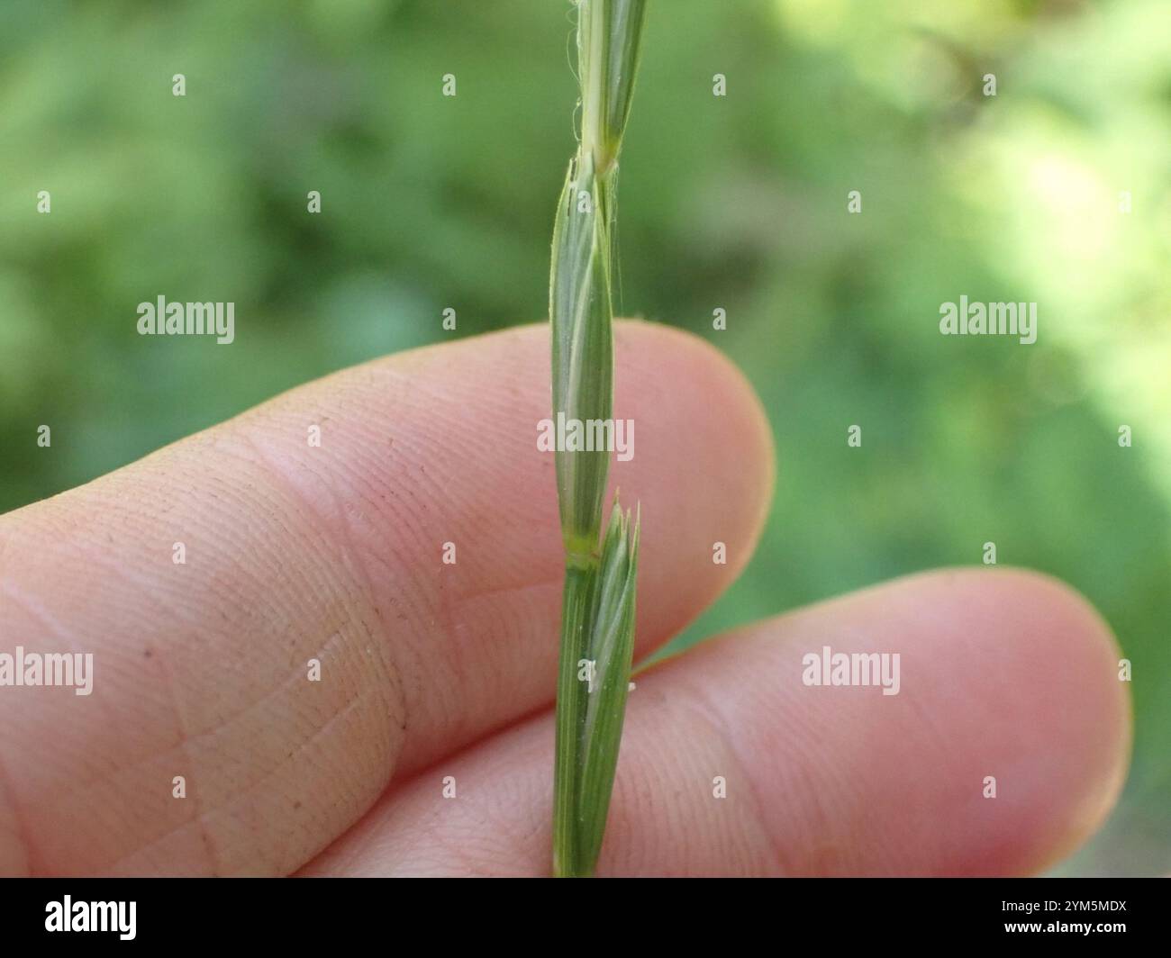 slender wheat grass (Elymus trachycaulus Stock Photo - Alamy
