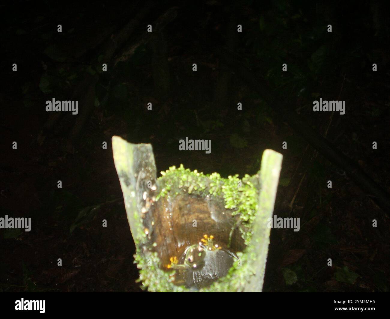 São Tomé Giant Treefrog (Hyperolius thomensis Stock Photo - Alamy