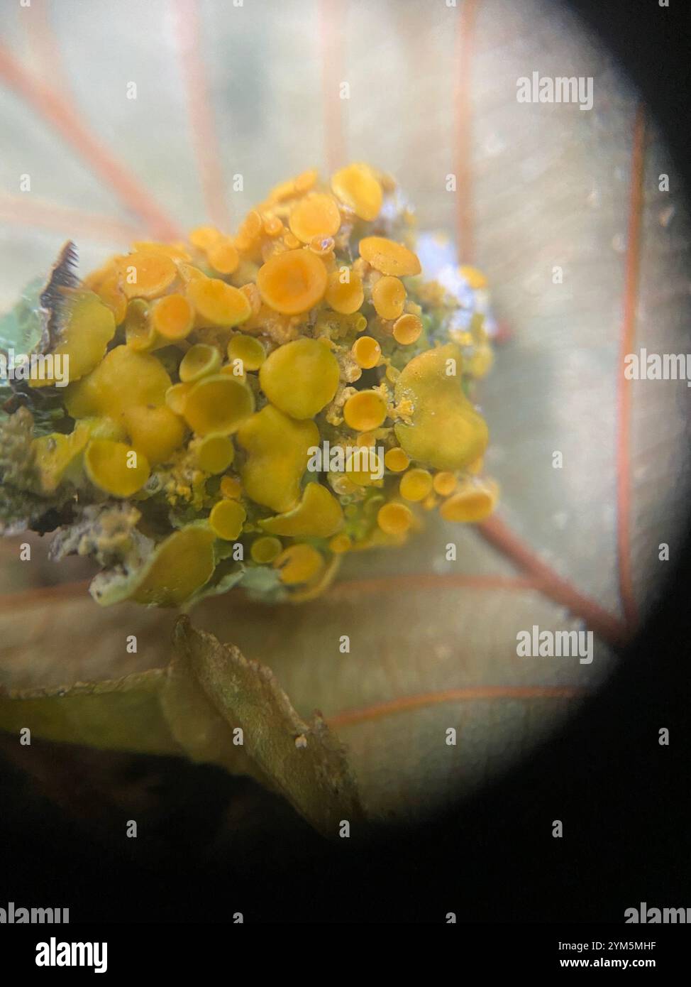 Polycauliona hi-res stock photography and images - Alamy