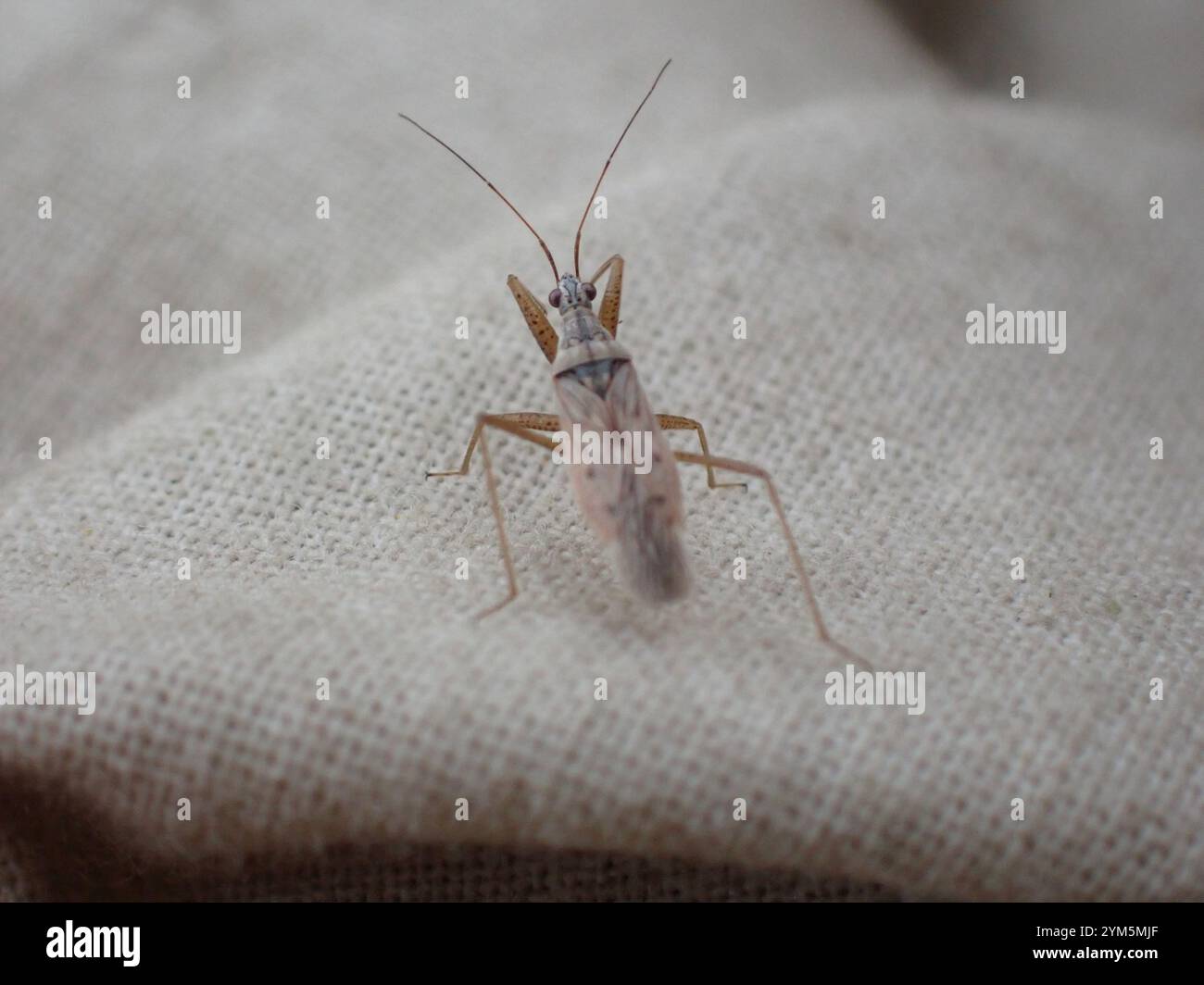 Western Damsel Bug (Nabis alternatus Stock Photo - Alamy