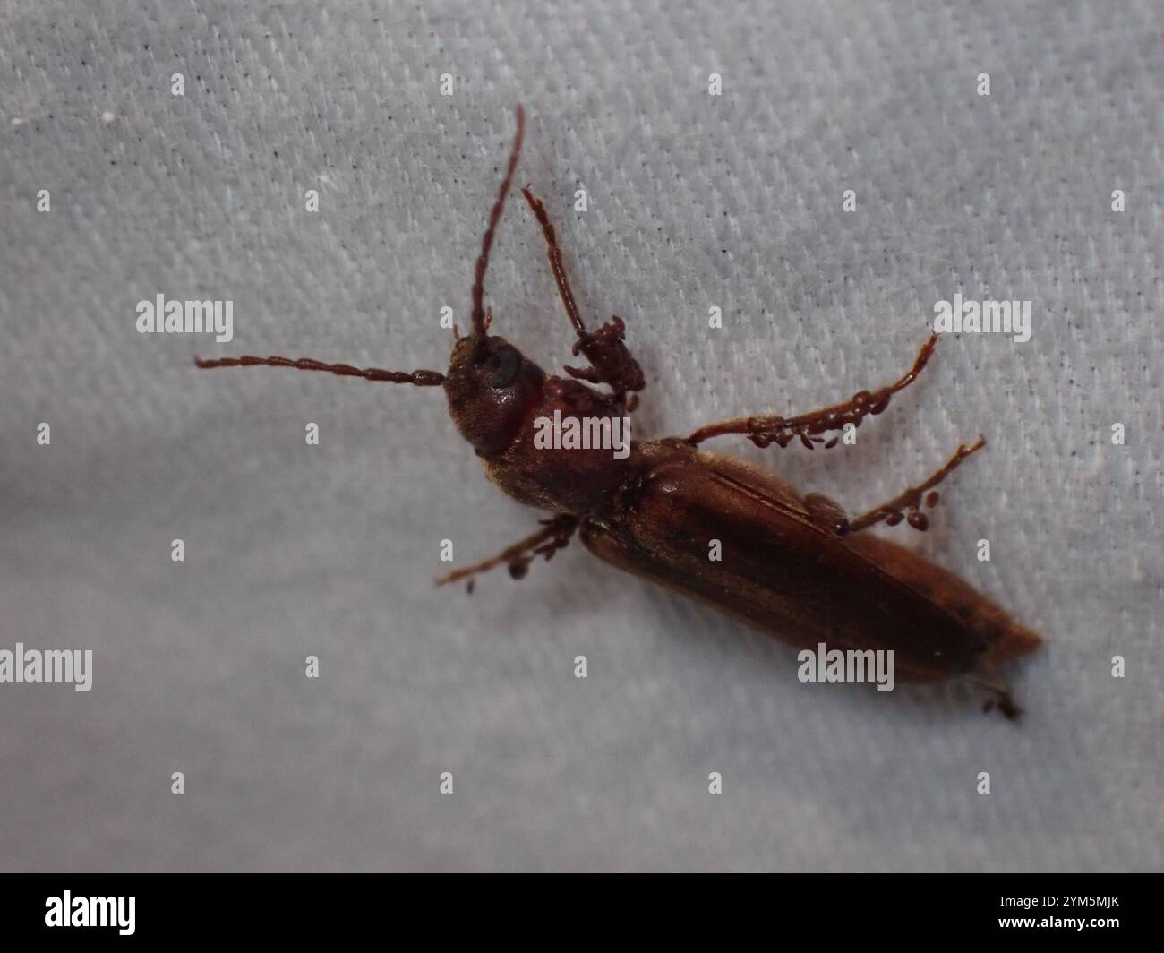 Asemum hi-res stock photography and images - Alamy