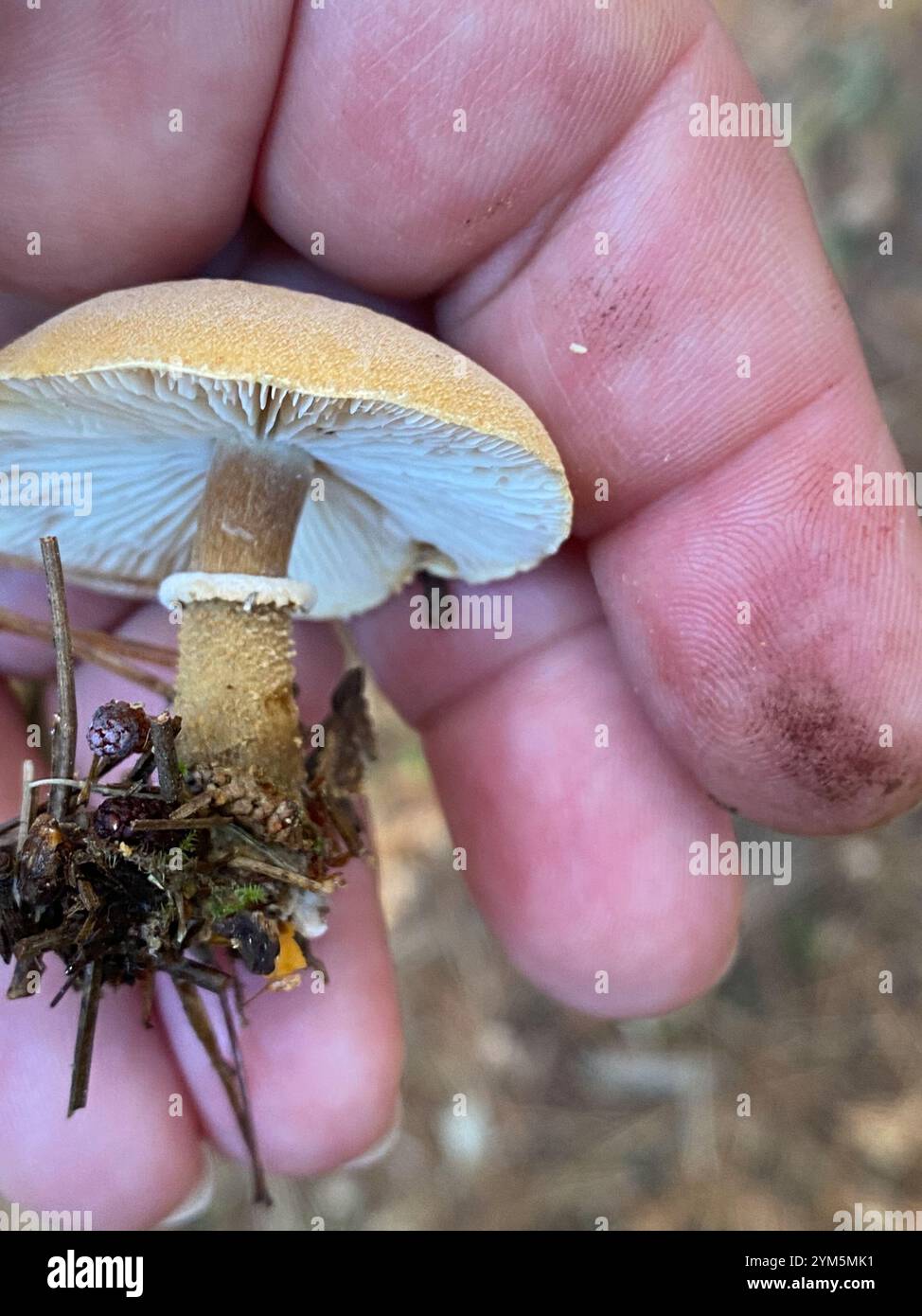 Earthy Powdercap (Cystoderma amianthinum Stock Photo - Alamy