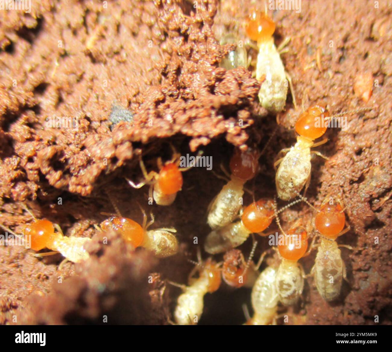 fungus-growing termites (Macrotermitinae Stock Photo - Alamy