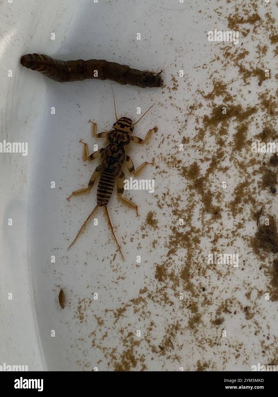 Common Stoneflies (Perlidae Stock Photo - Alamy