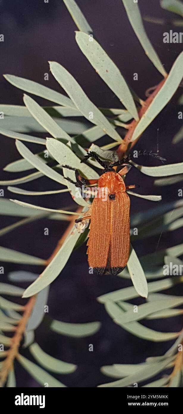 Net-winged Beetles (Lycidae Stock Photo - Alamy