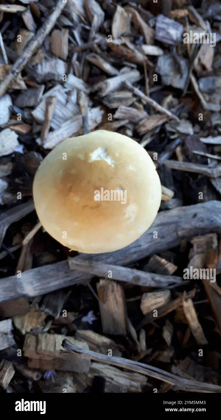 Mulch Fieldcap (Agrocybe putaminum Stock Photo - Alamy
