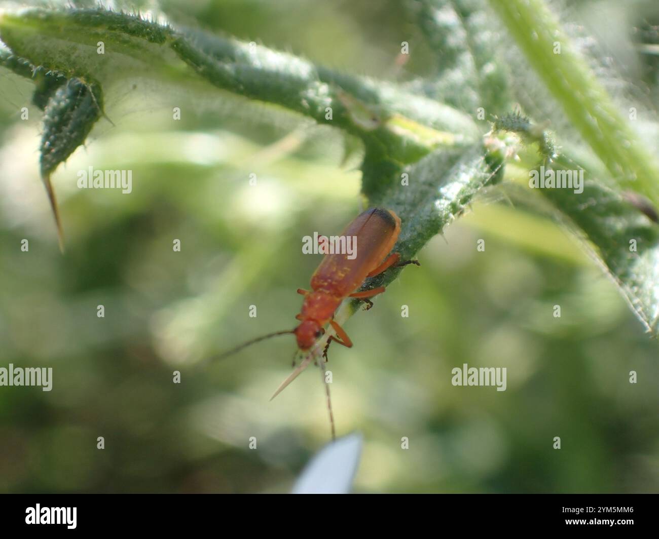Common Red Soldier Beetle (Rhagonycha fulva Stock Photo - Alamy