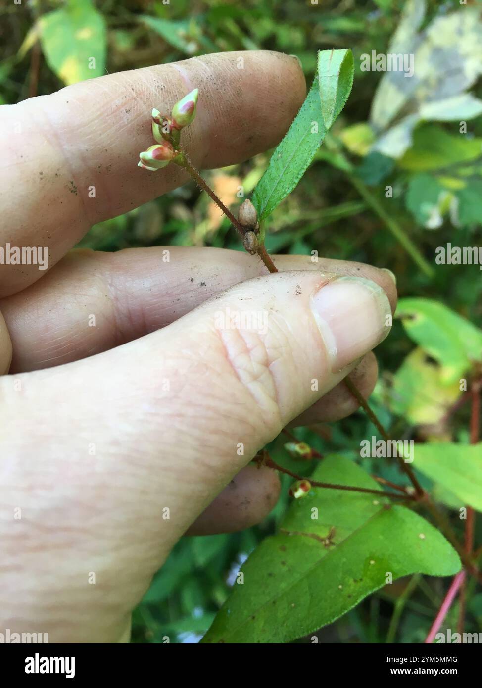 halberd-leaved tearthumb (Persicaria arifolia Stock Photo - Alamy