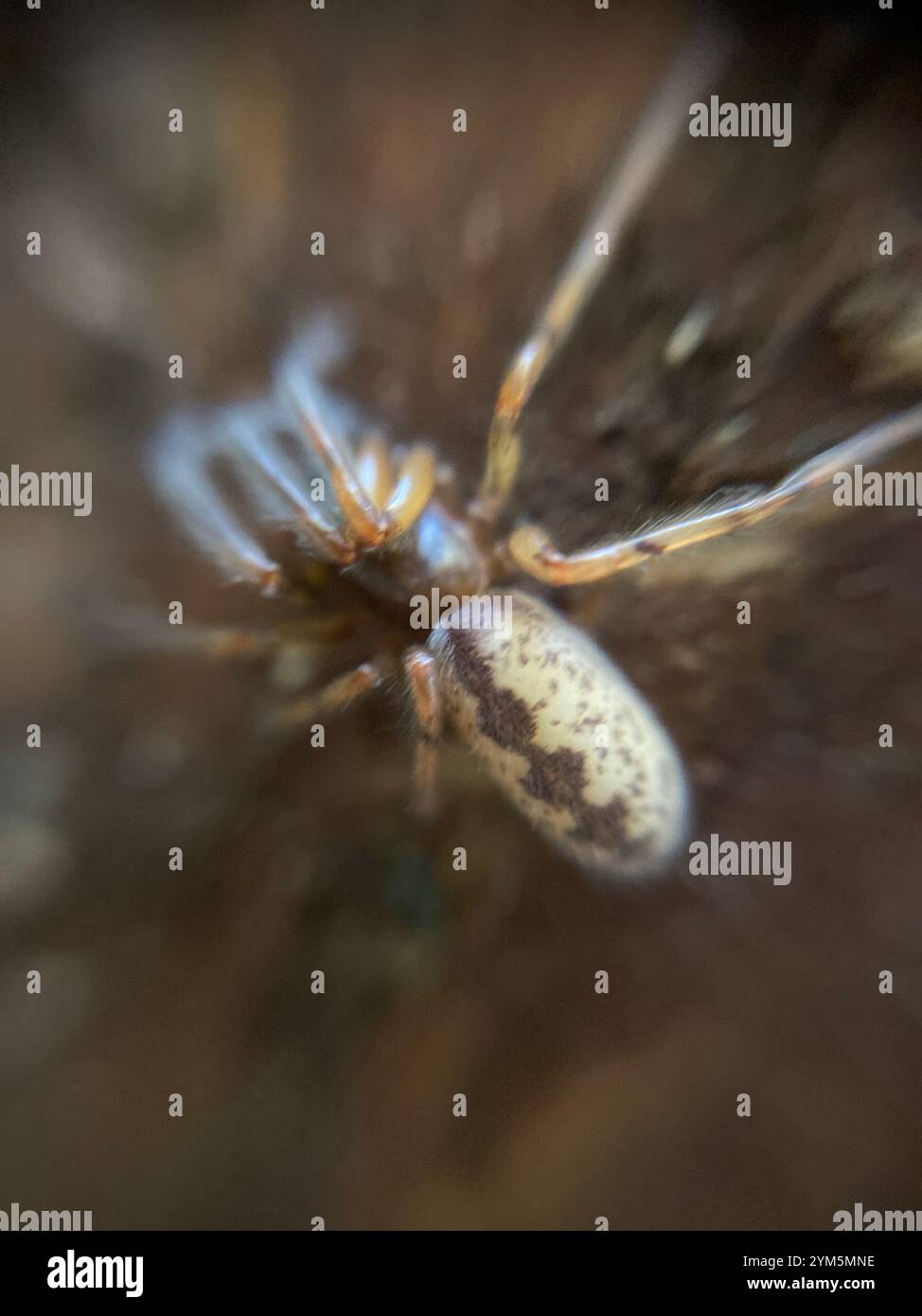 Snake-back Spider (Segestria senoculata Stock Photo - Alamy