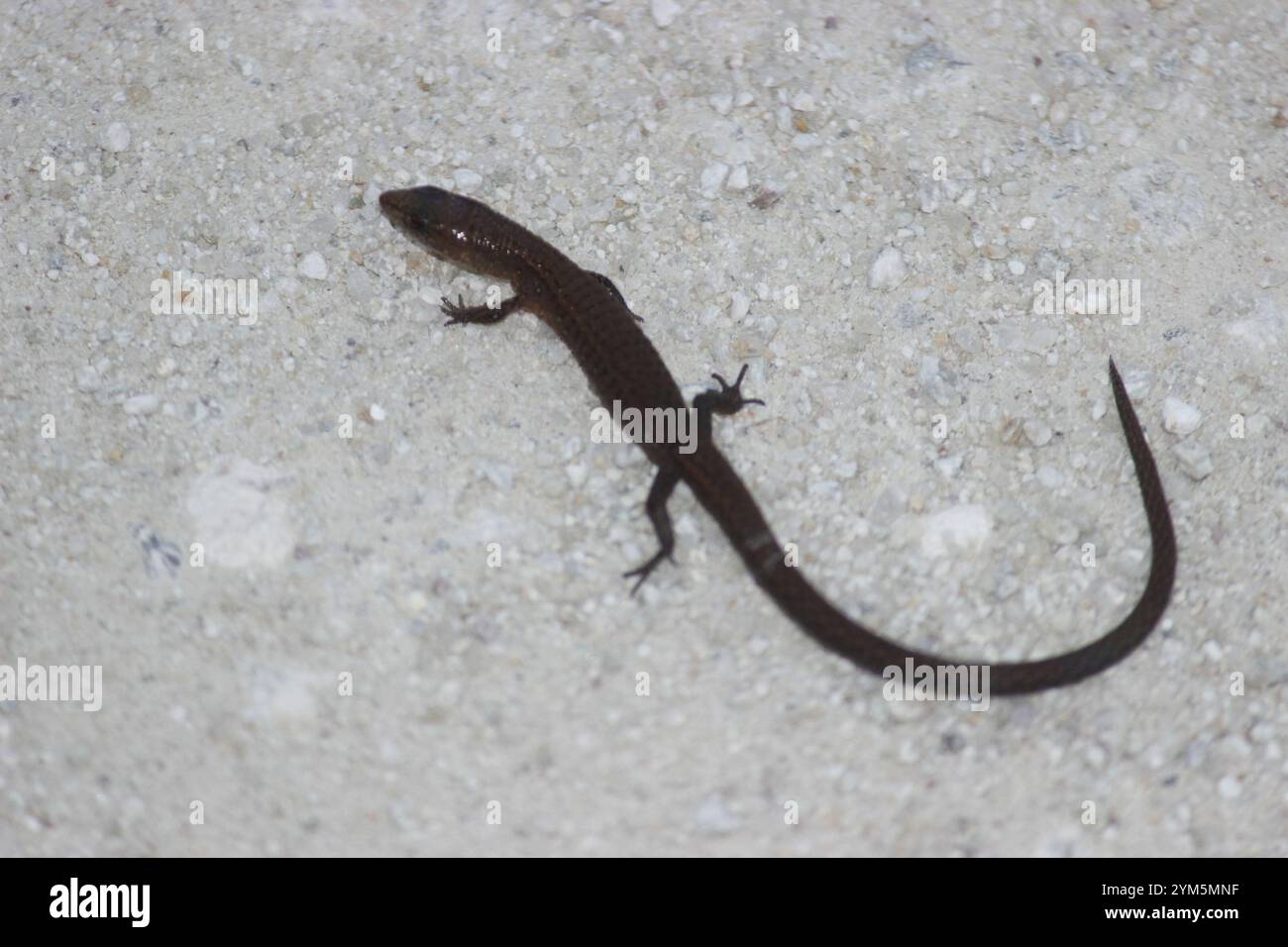 Sun Tegus (Proctoporus Stock Photo - Alamy