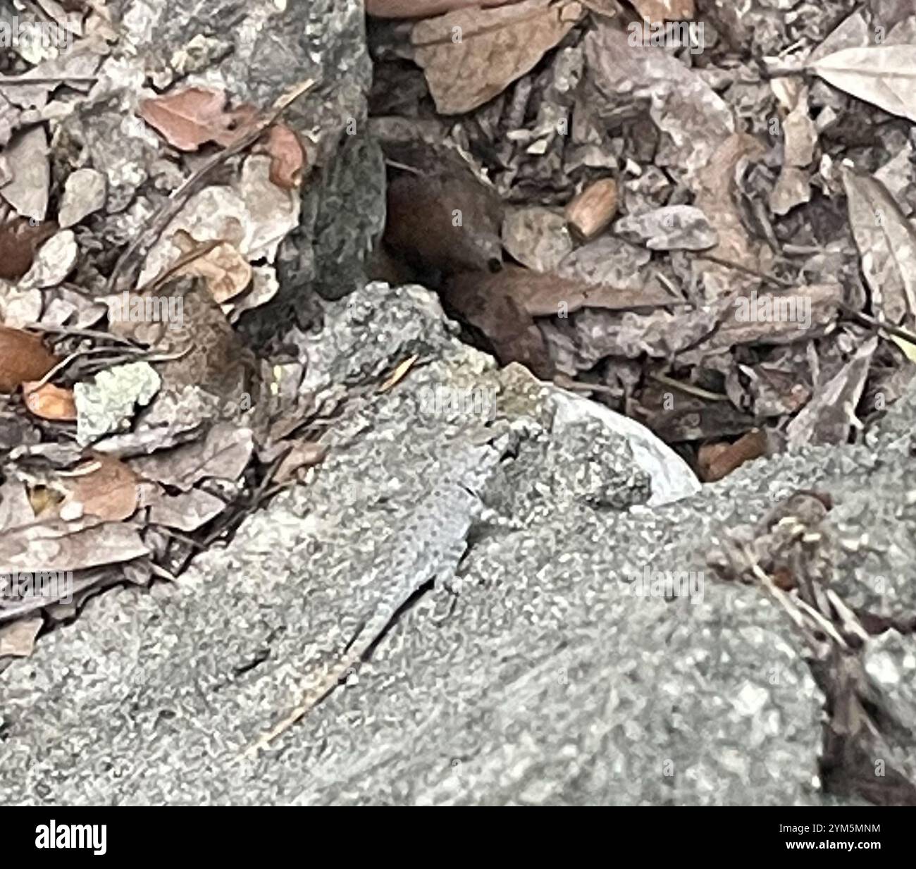 Canyon Lizard (Sceloporus merriami Stock Photo - Alamy