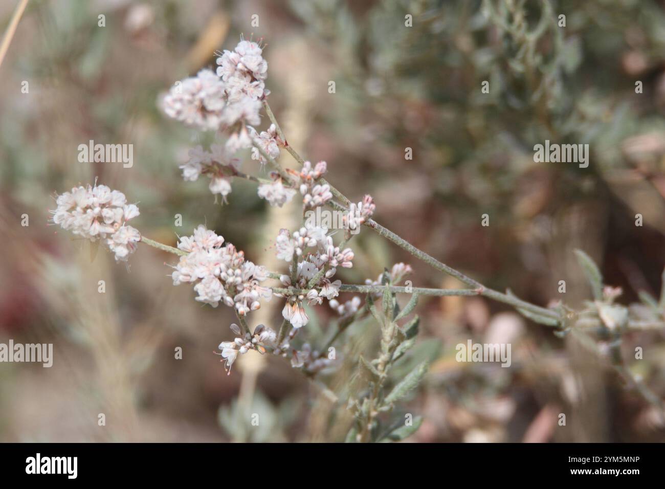 Wright's buckwheat (Eriogonum wrightii Stock Photo - Alamy