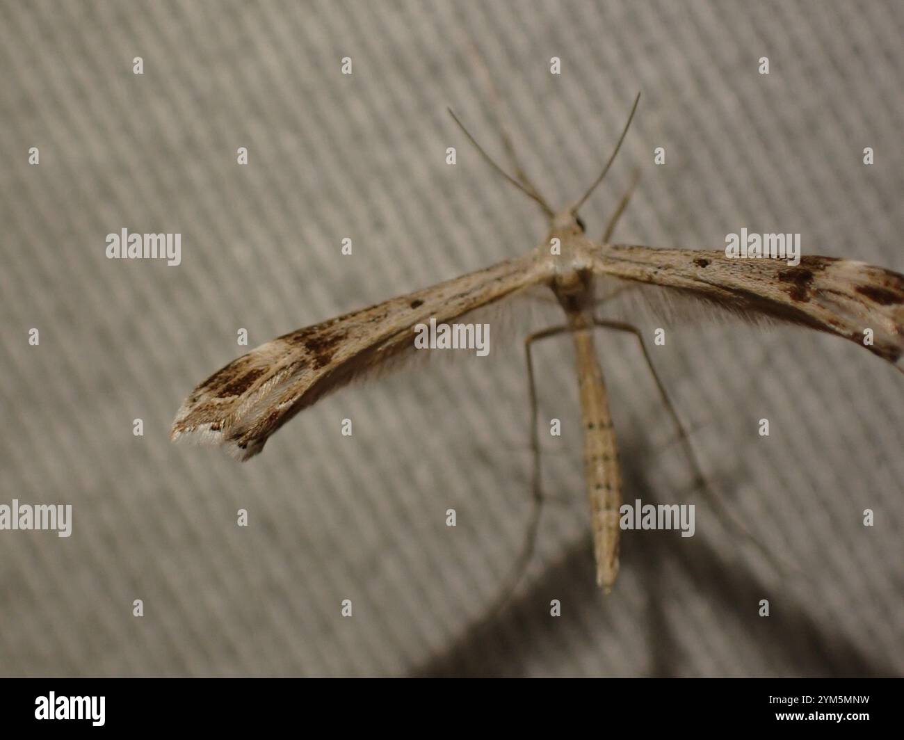 Plume Moths (Pterophoridae Stock Photo - Alamy