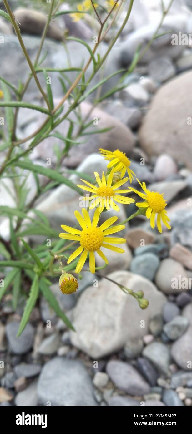 Madagascar Ragwort (Senecio madagascariensis Stock Photo - Alamy