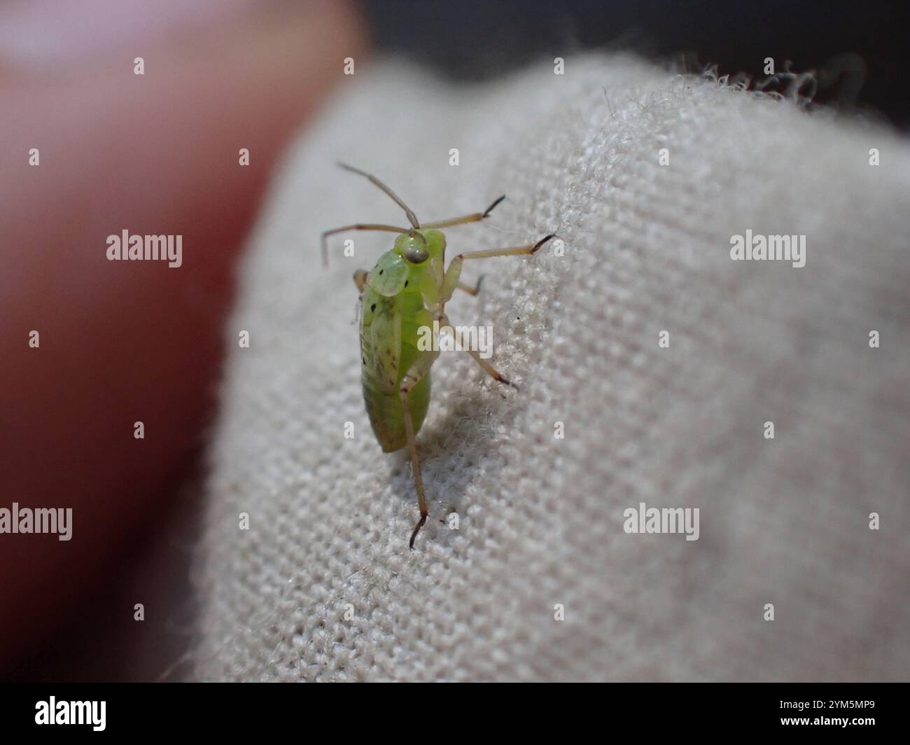 True Bugs (Heteroptera Stock Photo - Alamy
