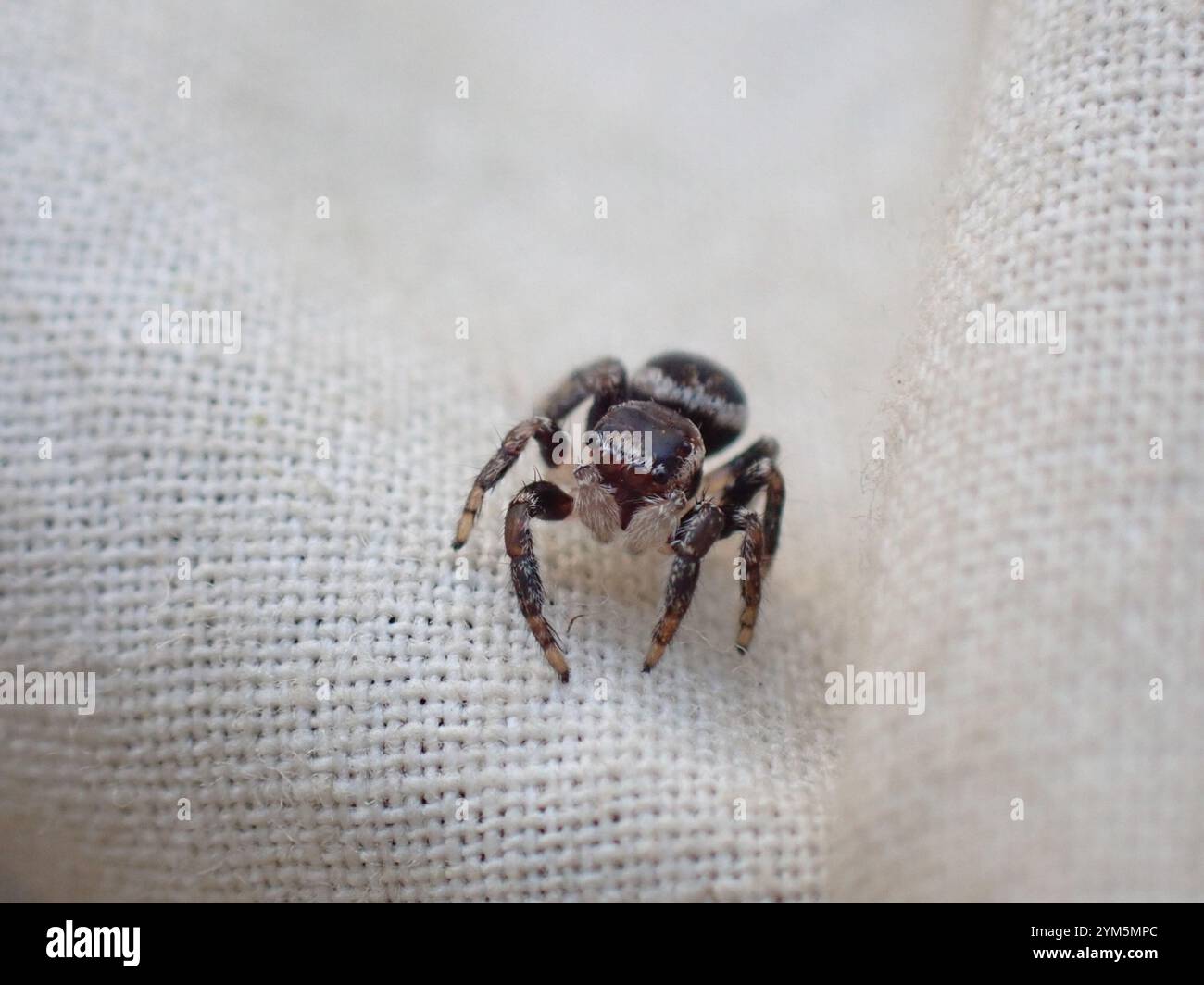 Proszynski's Jumping Spider (Evarcha proszynskii Stock Photo - Alamy