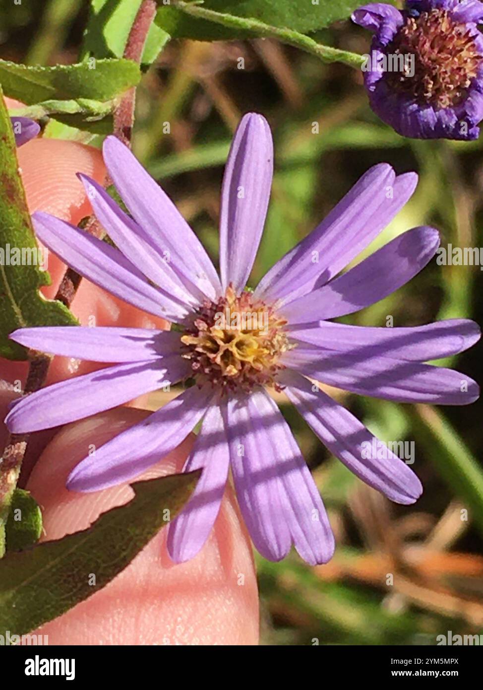 late purple aster (Symphyotrichum patens Stock Photo - Alamy