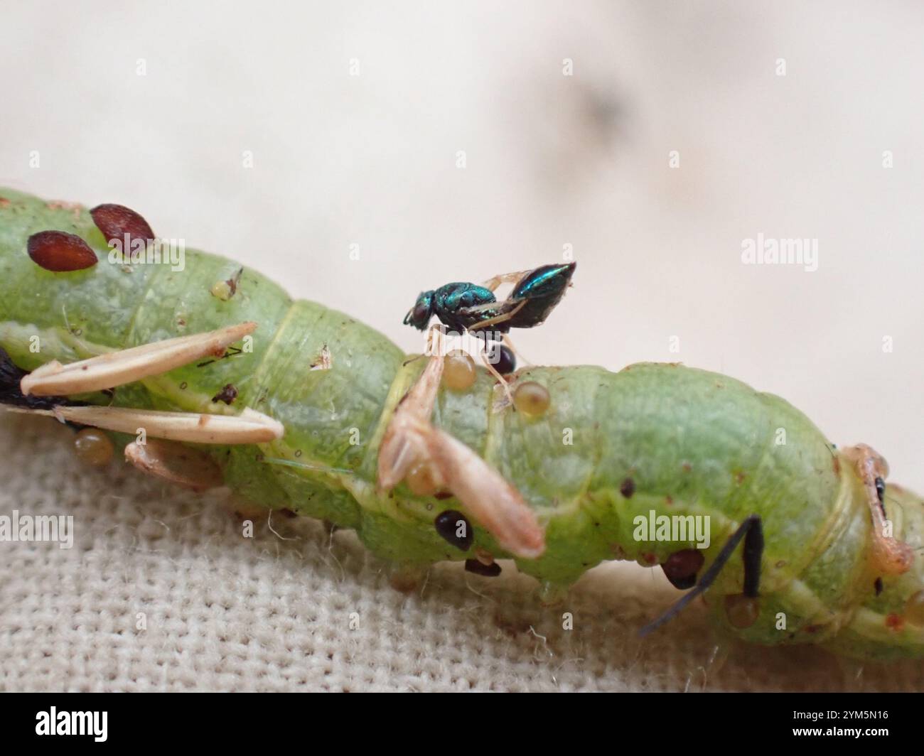 Chalcidoid wasps hi-res stock photography and images - Alamy