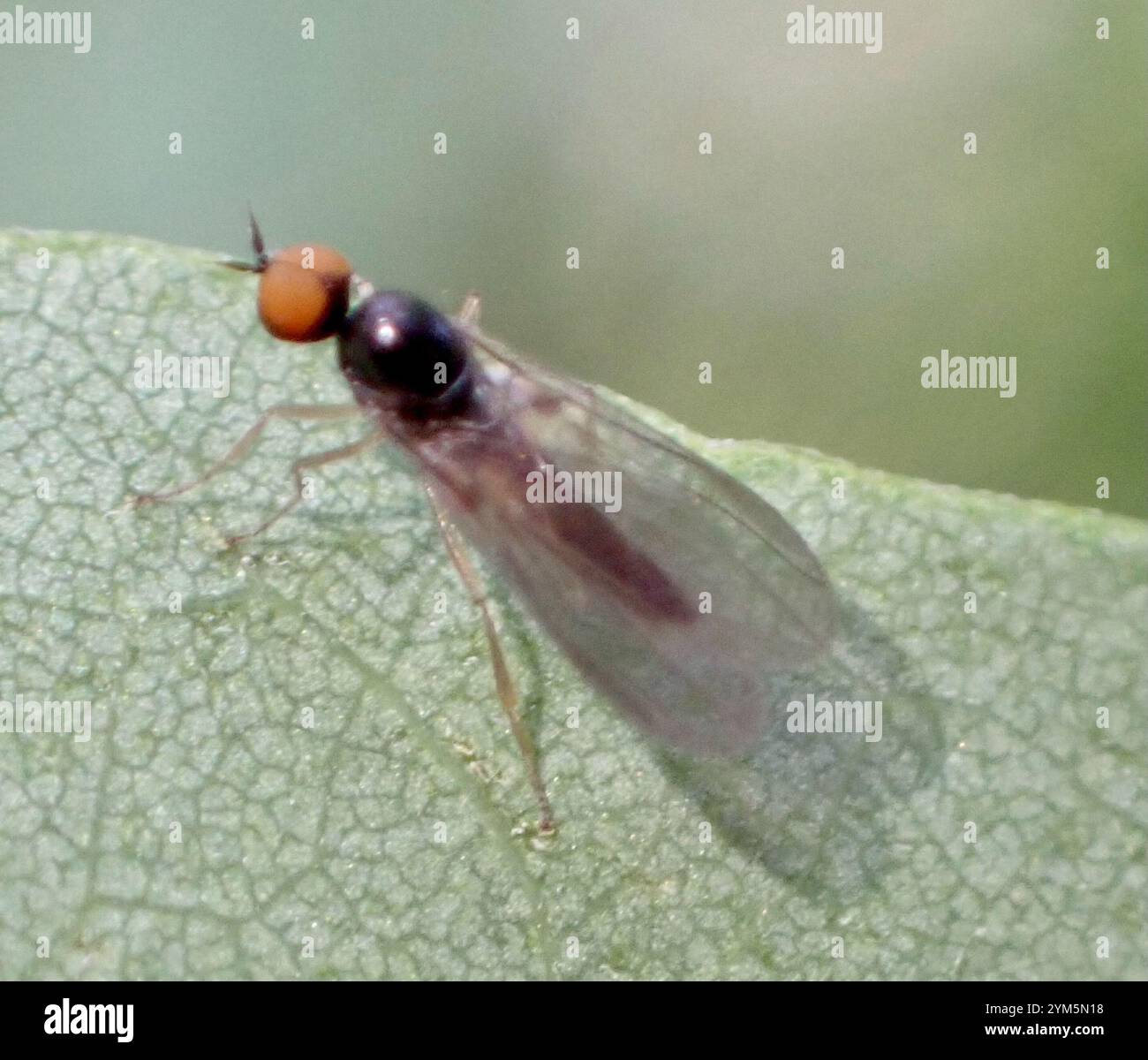 Dance Flies, Long-legged Flies, and Allies (Empidoidea Stock Photo - Alamy