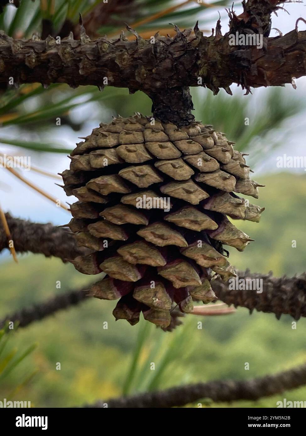pitch pine (Pinus rigida Stock Photo - Alamy