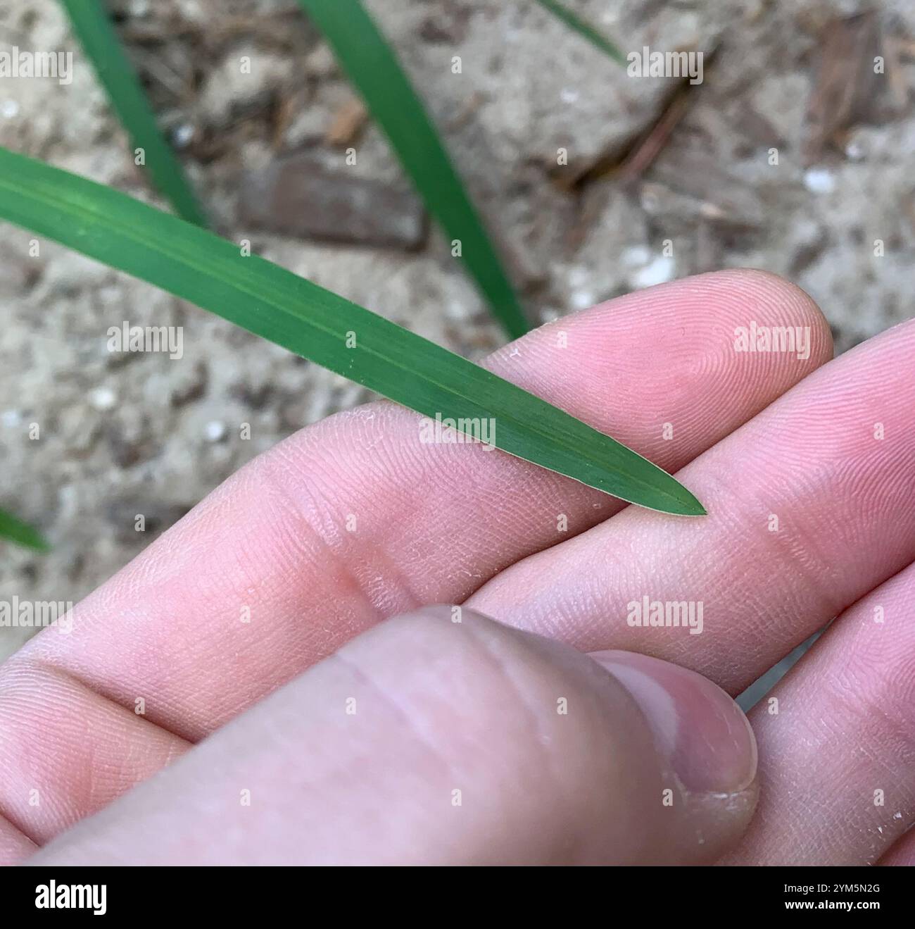 Saint Augustine grass (Stenotaphrum secundatum Stock Photo - Alamy