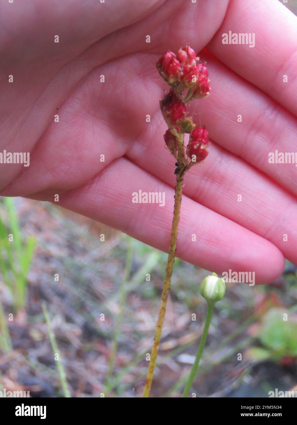 Sticky False Asphodel (Triantha glutinosa Stock Photo - Alamy