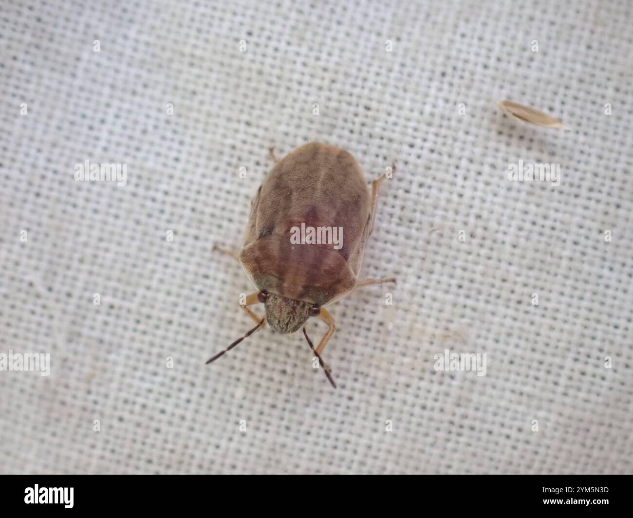 Jewel Bugs (Scutelleridae Stock Photo - Alamy