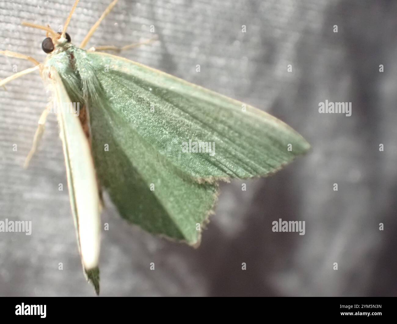 Common Emerald (Hemithea aestivaria Stock Photo - Alamy