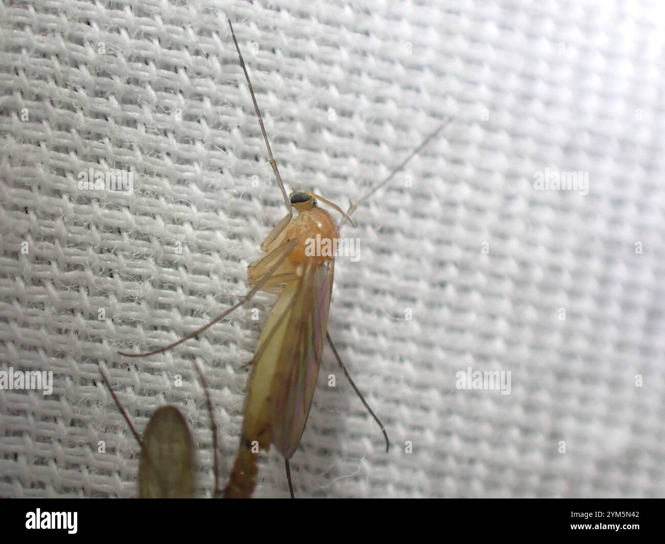 Predatory Fungus Gnats (Keroplatidae Stock Photo - Alamy