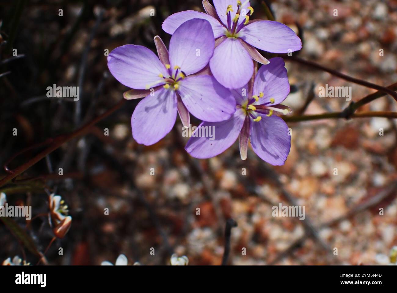 (Heliophila subulata subulata Stock Photo - Alamy