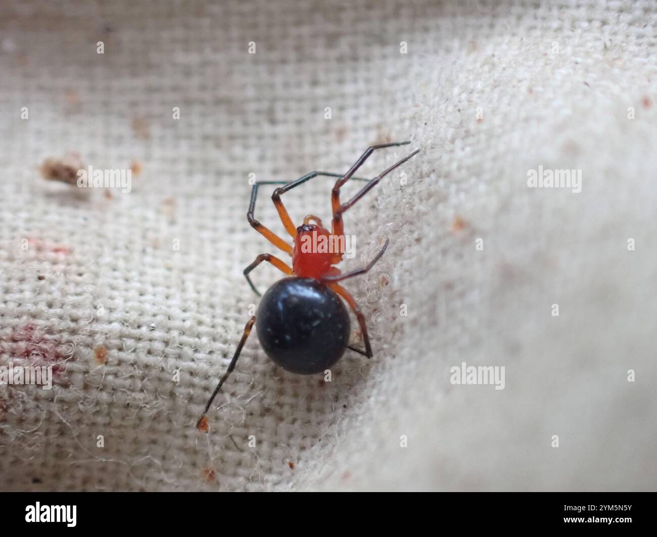 Sheetweb and Dwarf Weavers (Linyphiidae Stock Photo - Alamy