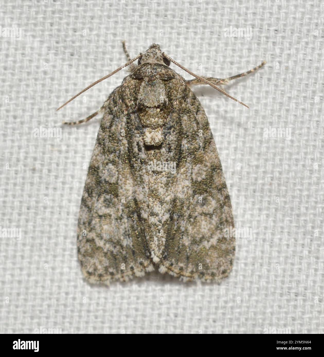 Maple Dagger (Acronicta retardata Stock Photo - Alamy