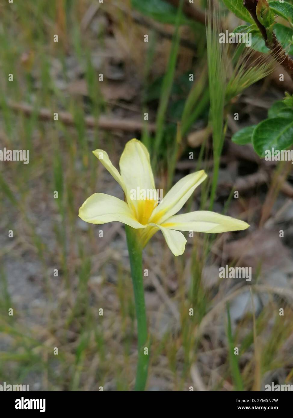 Cape Tulip (Moraea collina Stock Photo - Alamy