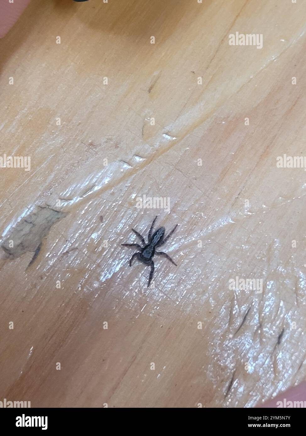 California Flattened Jumping Spider (Platycryptus californicus Stock ...