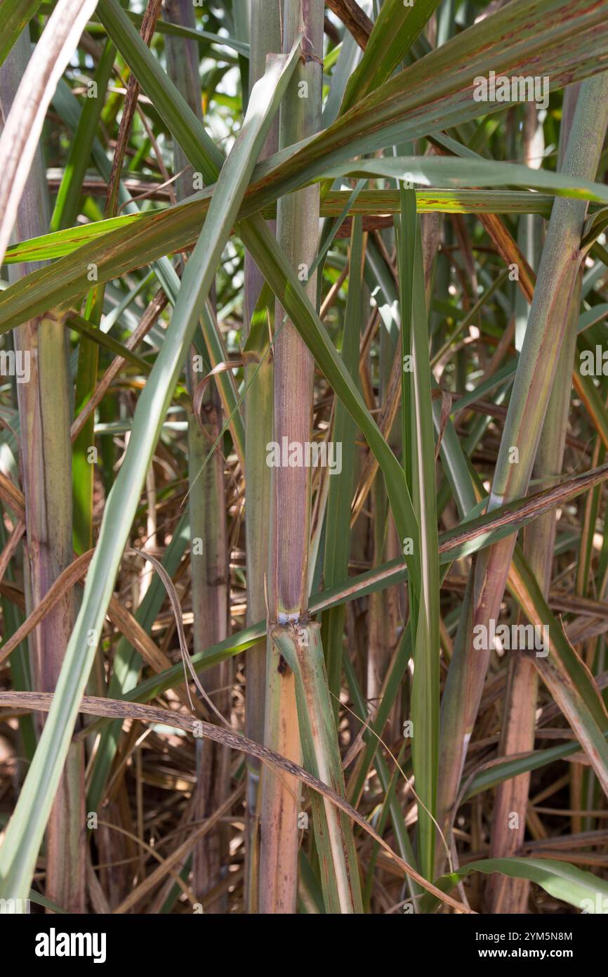 detail of sugar cane plantation countryside in Brazil Stock Photo - Alamy