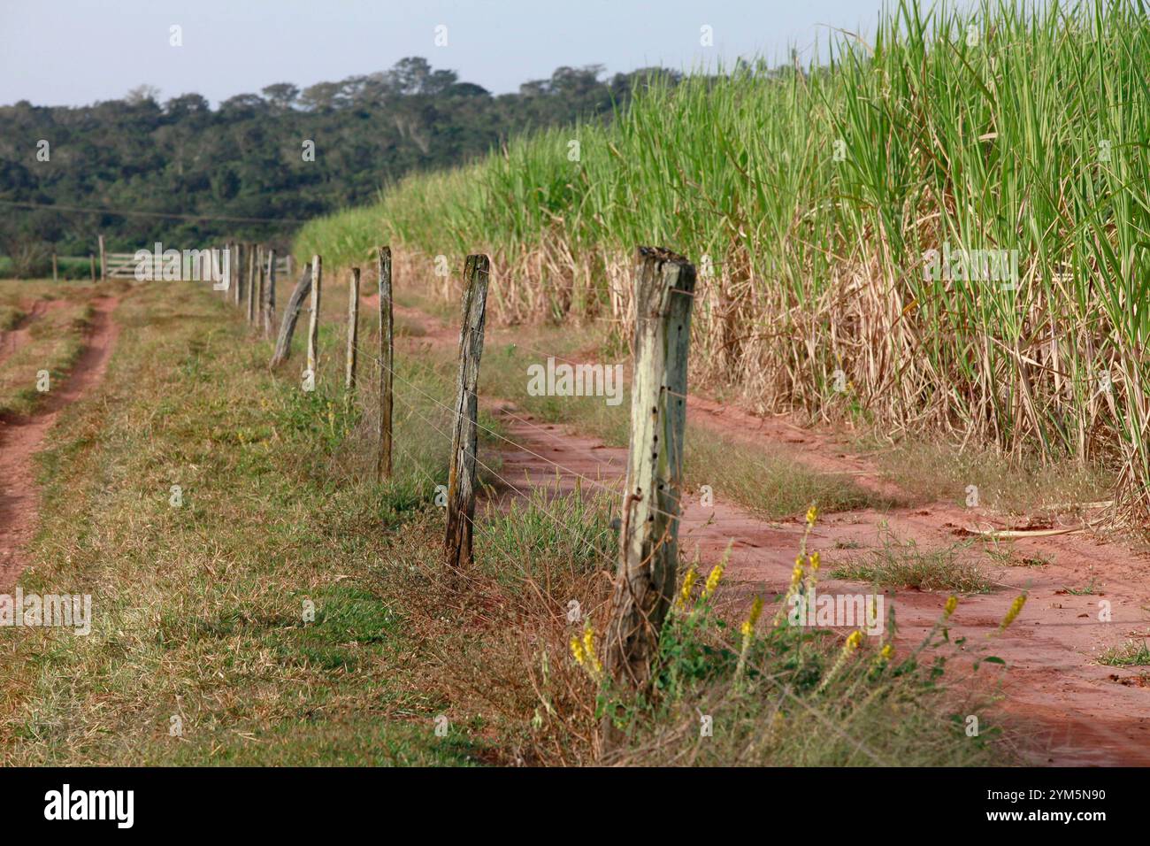 sugar cane plantation on countryside of Brazil Stock Photo - Alamy