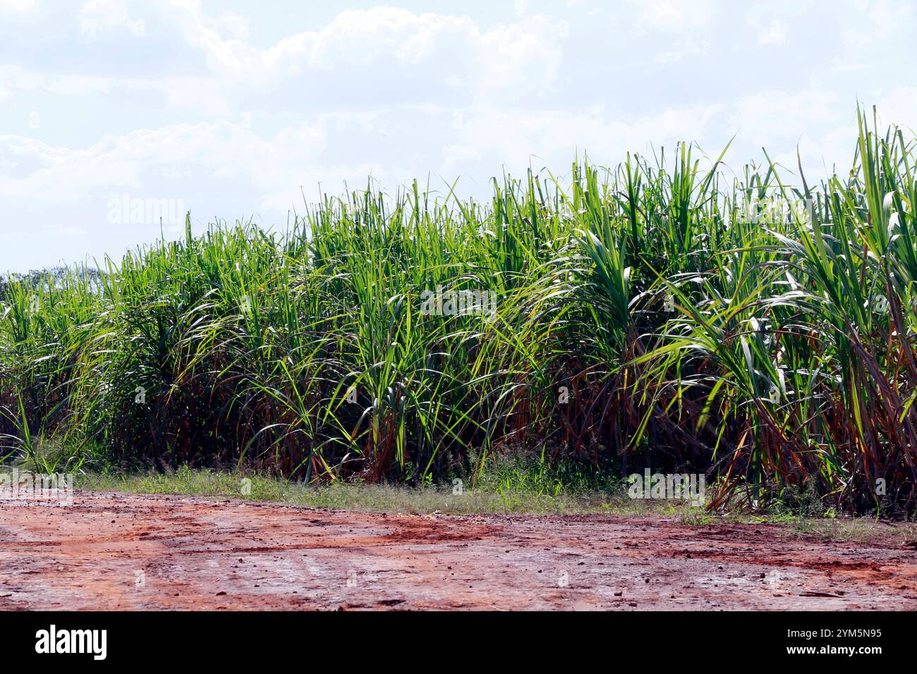 field of sugar cane plantation in countryside of Brazil Stock Photo - Alamy