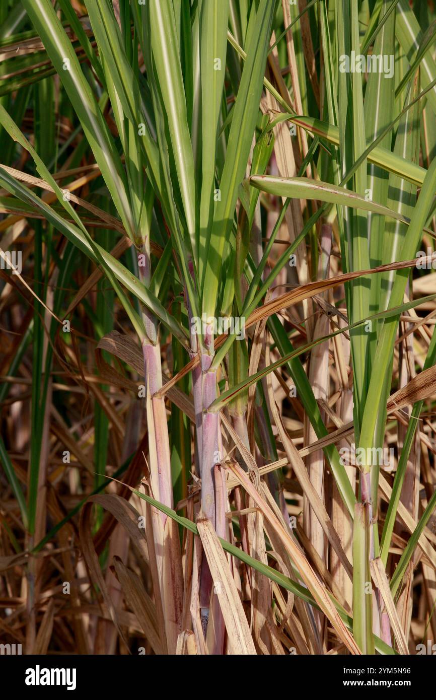 detail of sugar cane plantation on countryside of Brazil Stock Photo ...