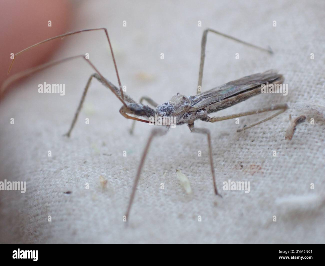 Four-spurred Assassin Bug (Zelus tetracanthus Stock Photo - Alamy Four-spurred Assassin Bug (Zelus tetracanthus Stock Photo - Alamy