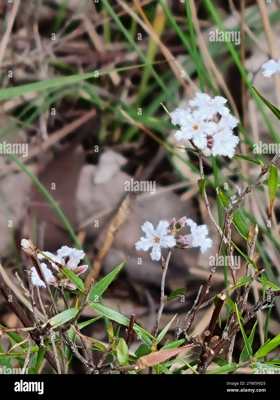 Leucopogon virgatus hi-res stock photography and images - Alamy