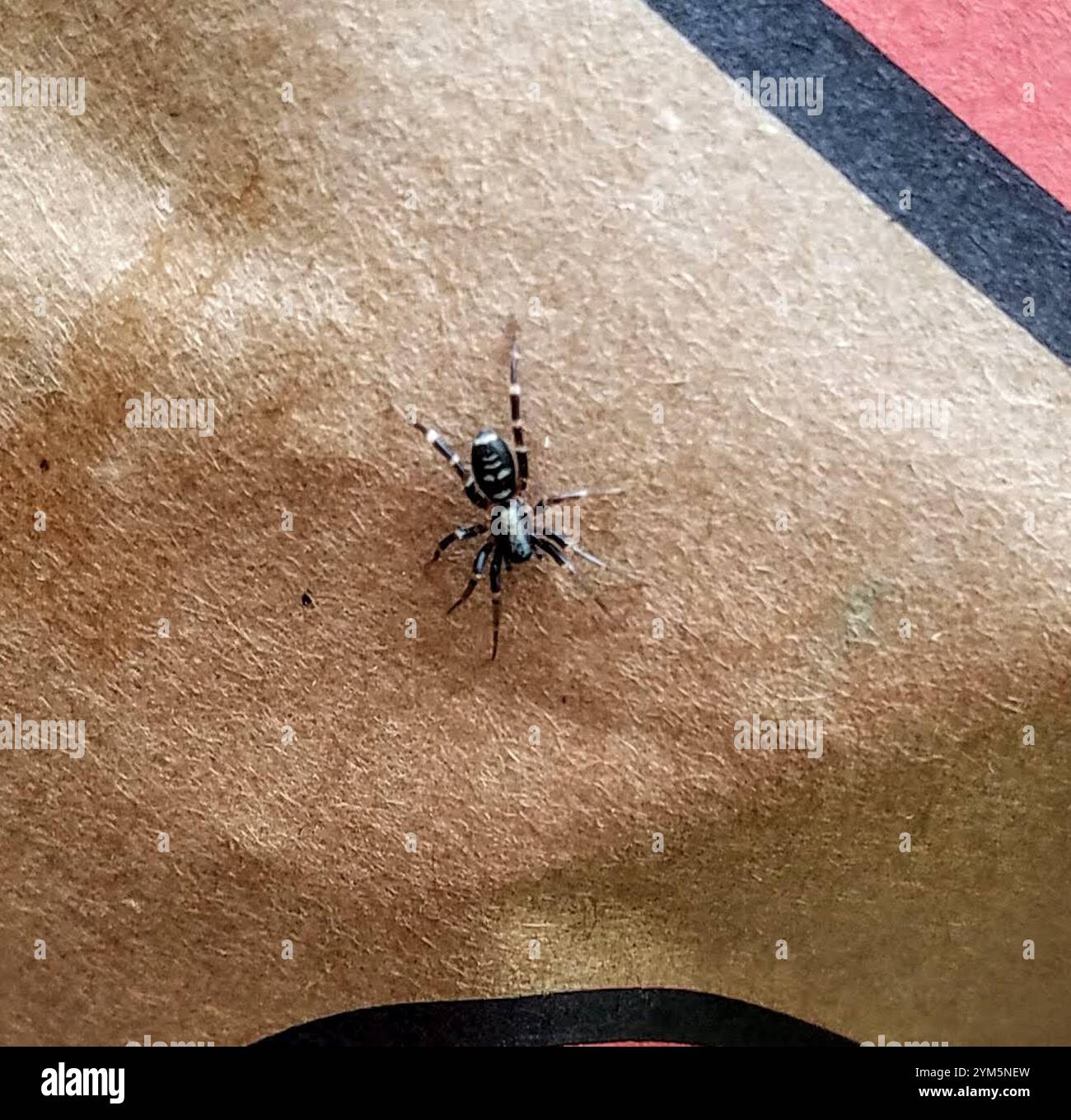 Ant-mimic Sac Spiders (Castianeira Stock Photo - Alamy