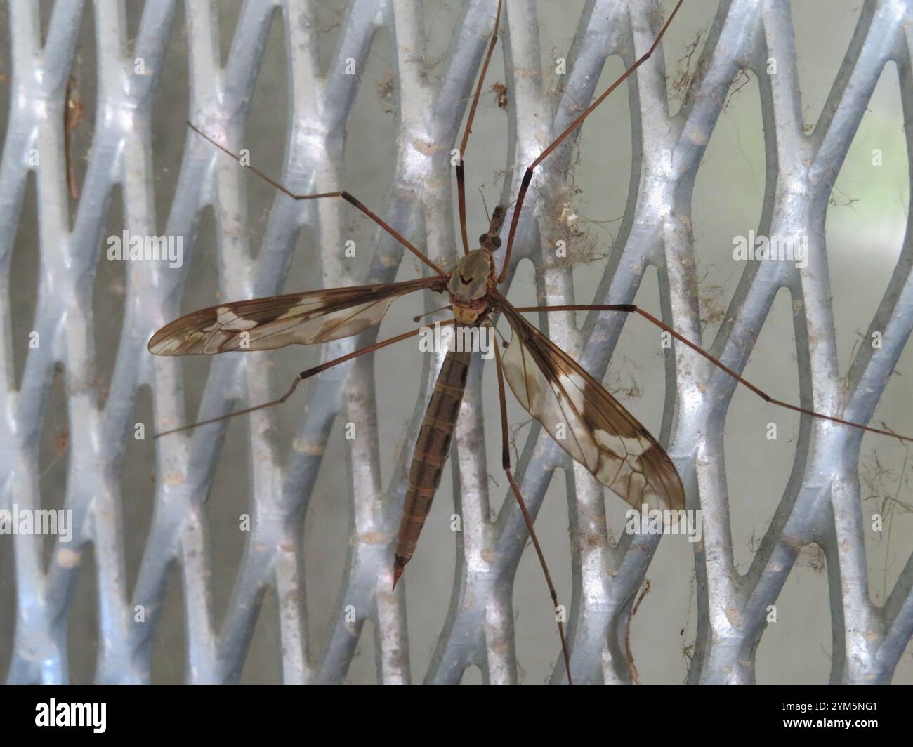 Giant cranefly (Tipula maxima Stock Photo - Alamy