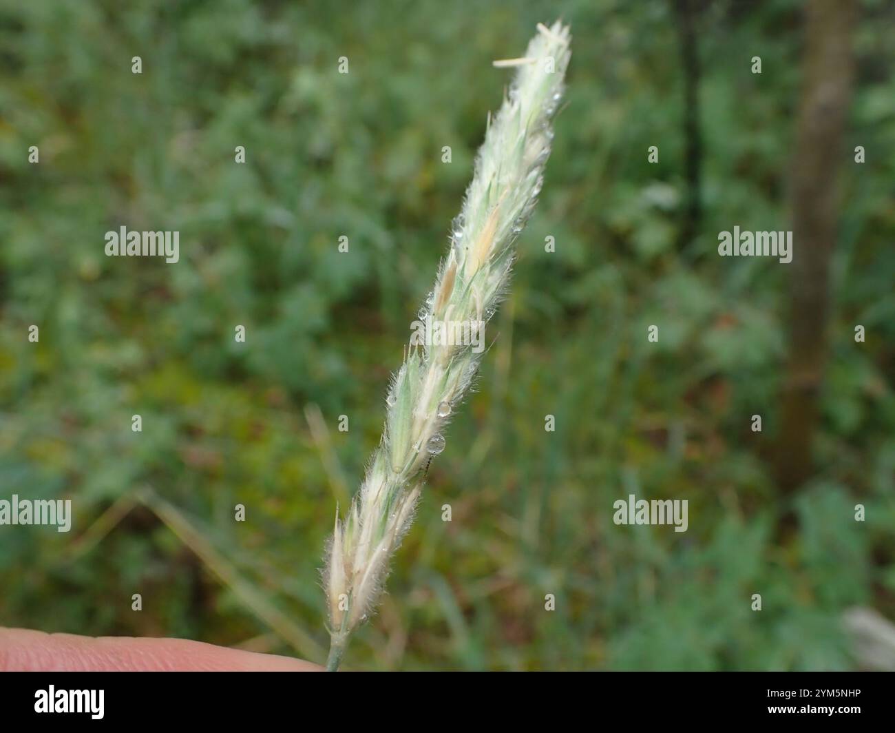 Northwestern Wildrye (Leymus innovatus Stock Photo - Alamy