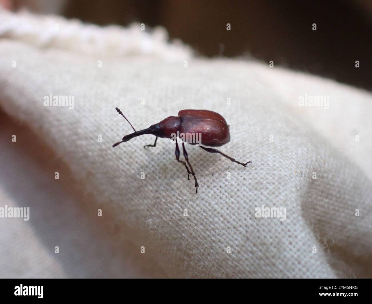 Merhynchites wickhami hi-res stock photography and images - Alamy