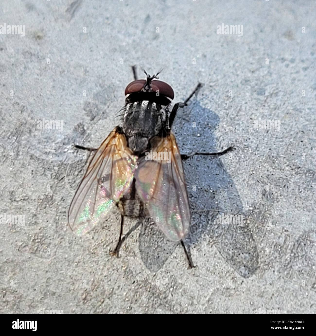 Common House Fly (Musca domestica Stock Photo - Alamy