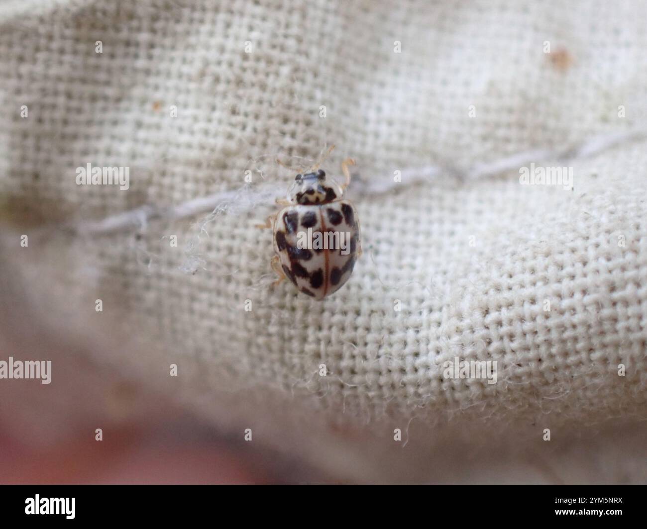 Twenty-spotted Lady Beetle (Psyllobora vigintimaculata Stock Photo - Alamy