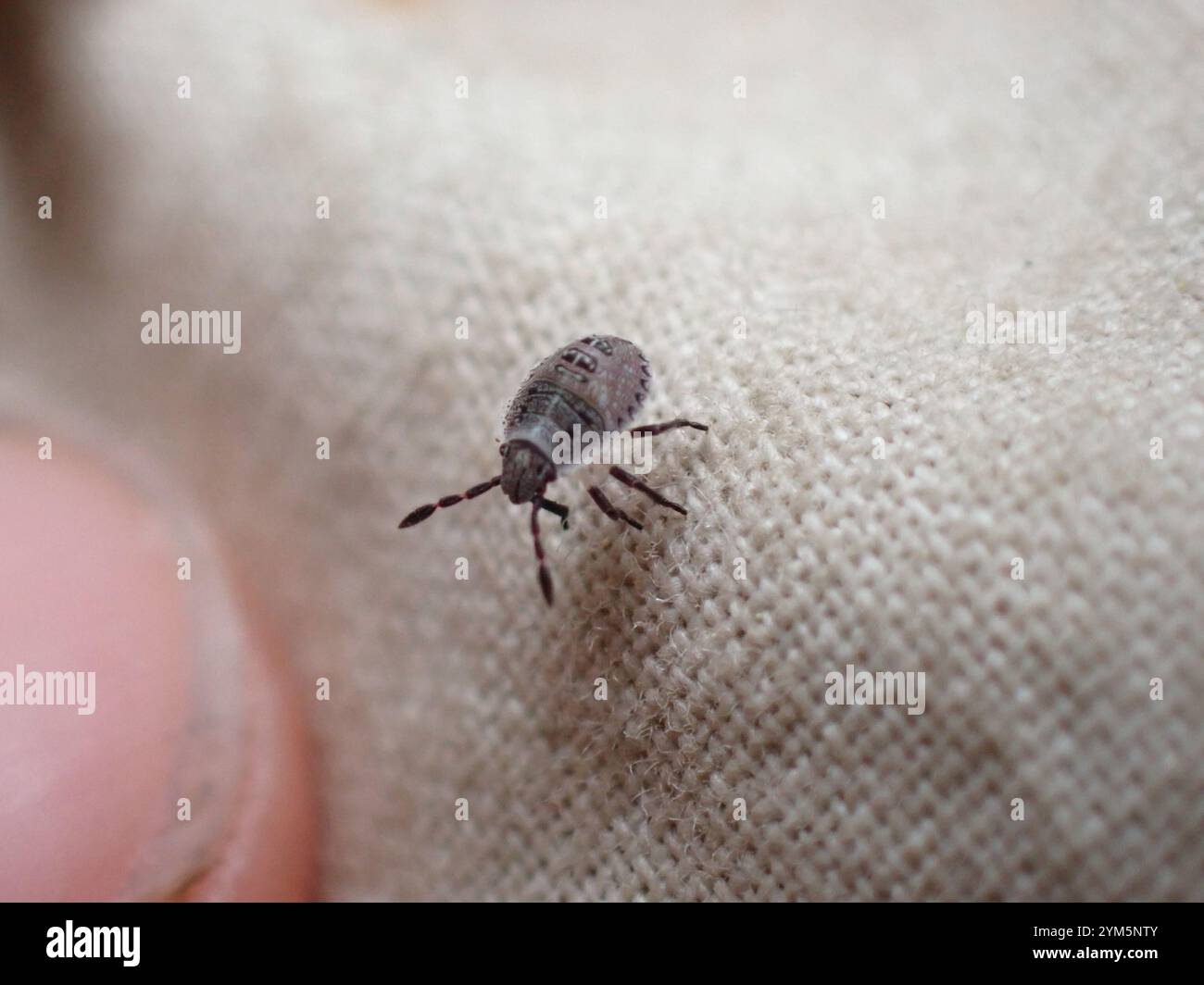 True Bugs (Heteroptera Stock Photo - Alamy