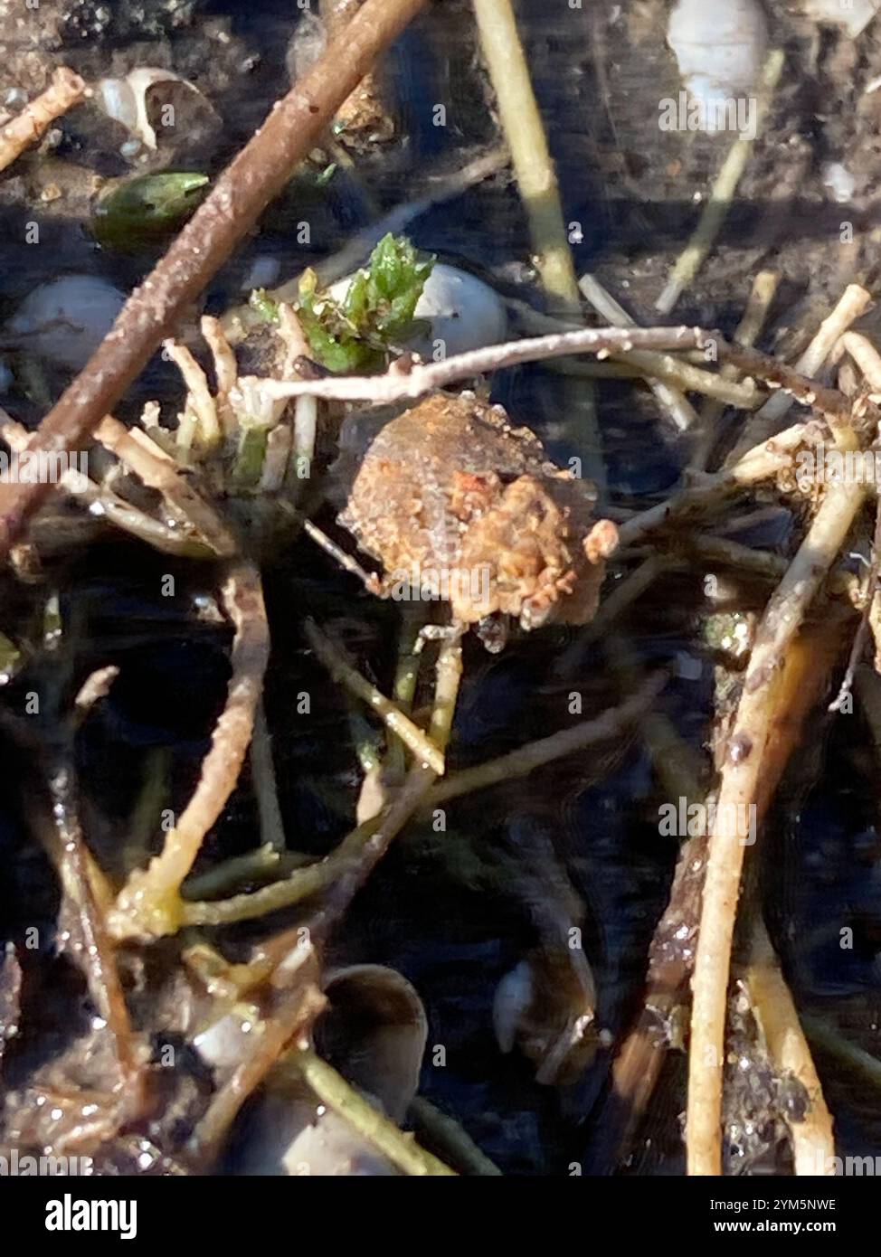 Big-eyed Toad Bug (Gelastocoris oculatus Stock Photo - Alamy