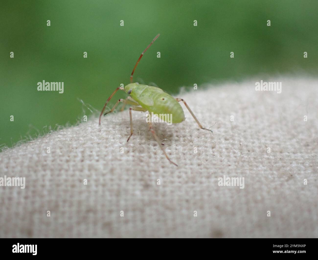 True Bugs (Heteroptera Stock Photo - Alamy