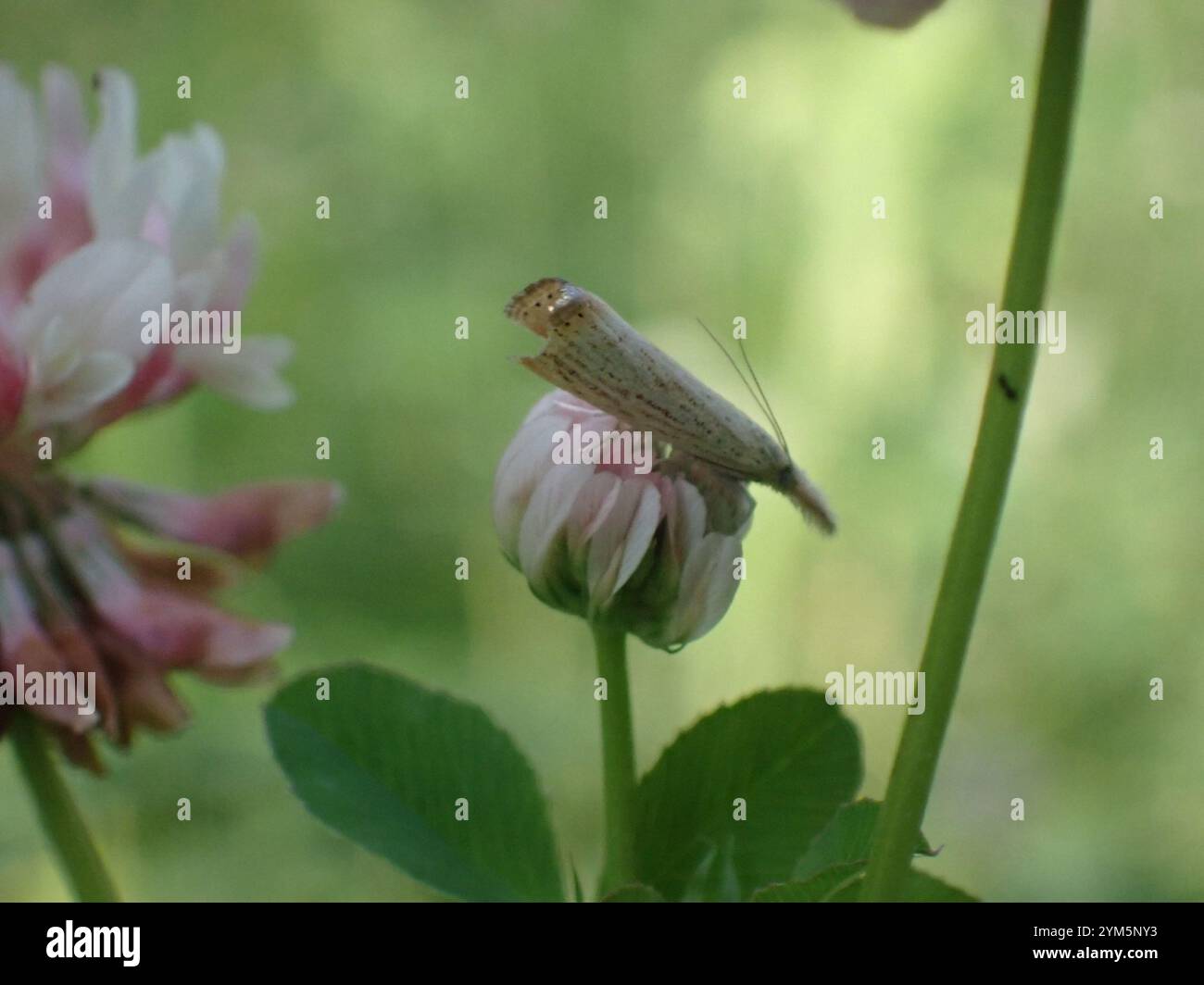 Crambid Snout Moths (Crambidae Stock Photo - Alamy